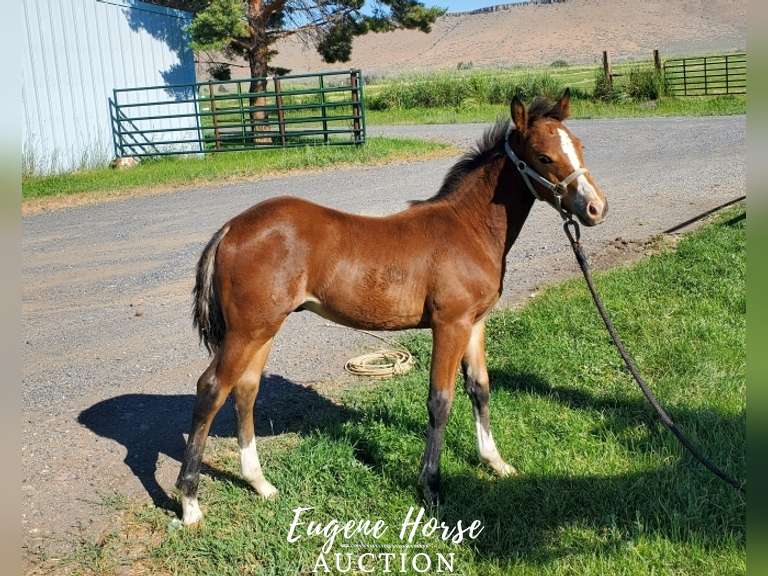 Bay Colt - 5 Month - Colt - Eugene Horse Auction