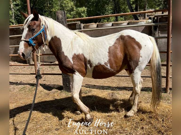 Pinto - 11yr - 14.3 +/-HH - Gelding - Eugene Horse Auction
