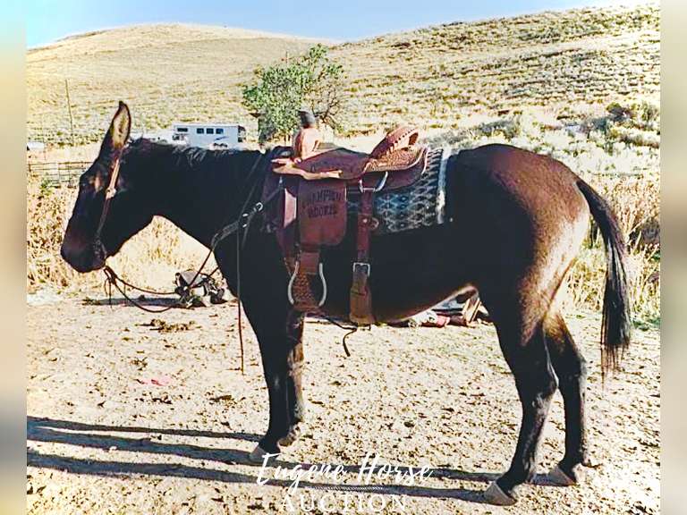 Jake - 16yr - 15HH - John Mule - Eugene Horse Auction