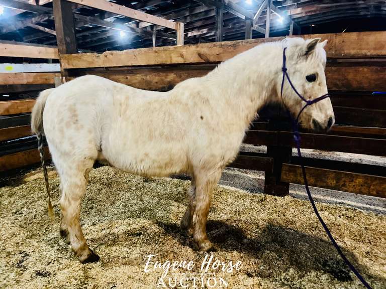 Popcorn - 15yrs - 12hh - Gelding - Eugene Horse Auction