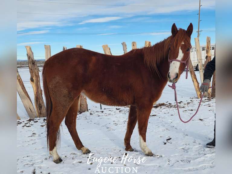 Knotty Ragdoll - Coming 3yr - 14.2HH - Mare AQHA - Eugene Horse Auction