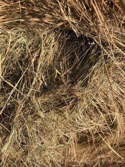 10 Net Wrapped Grass Hay Bales Approx 1500lbs Baled With A New Holland 7090 Baler Put Up