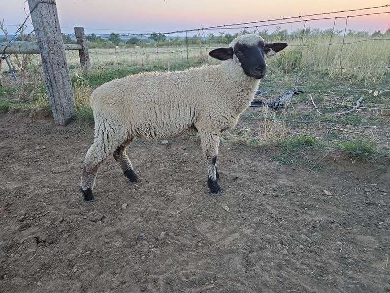 Commercial Hampshire Ram Lamb Born February 2024. - Freedom Auctions LLC