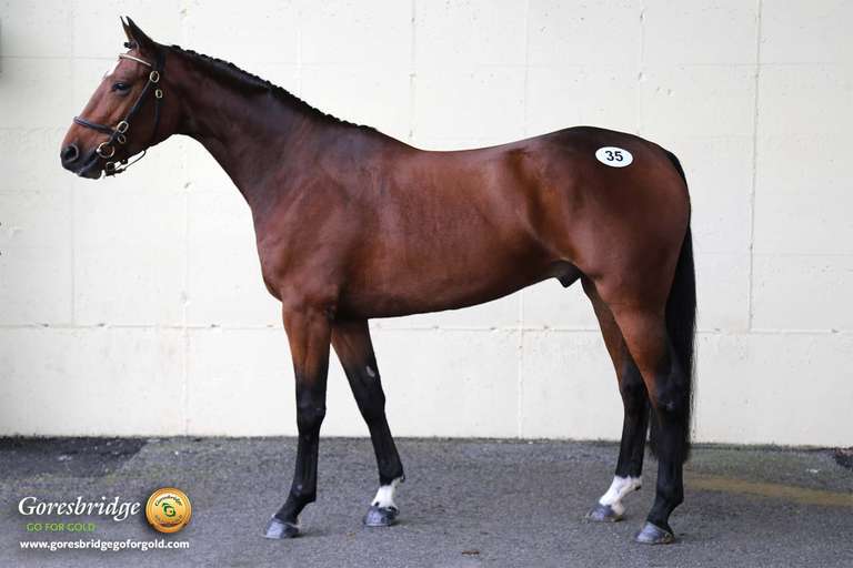 SMOOTH CANDY BOY - Goresbridge Horse Sales