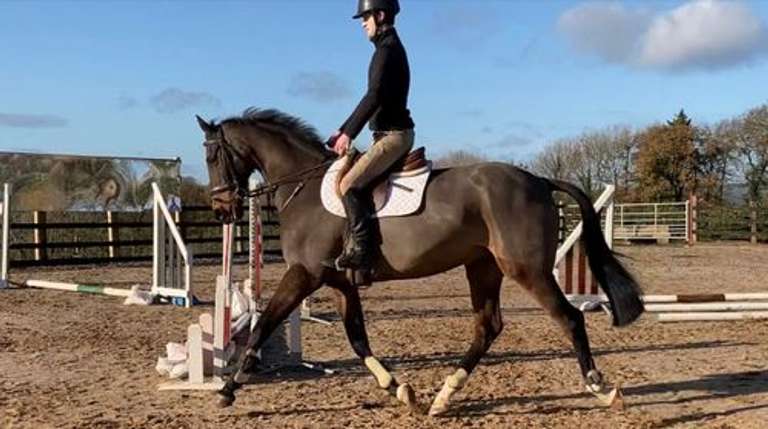 SPRING FORWARD - Goresbridge Horse Sales