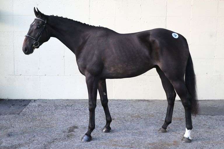 KILDERRY STORM - Goresbridge Horse Sales