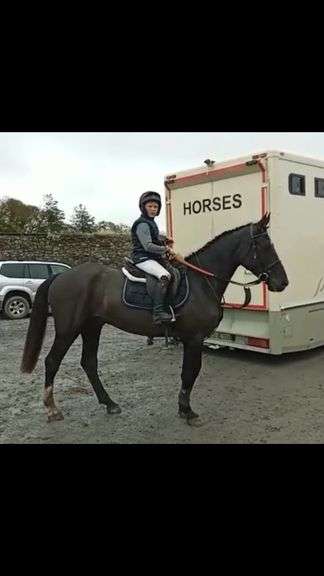 CILLBHRID NICK - Goresbridge Horse Sales