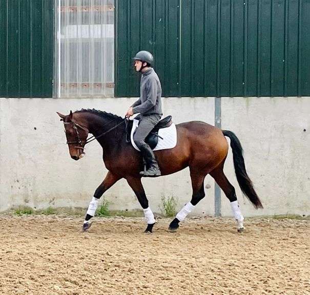 BONMAHON IRONIC - Goresbridge Horse Sales