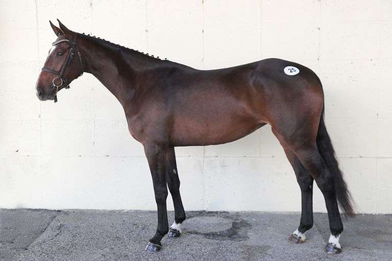 MBF STARBURST - Goresbridge Horse Sales