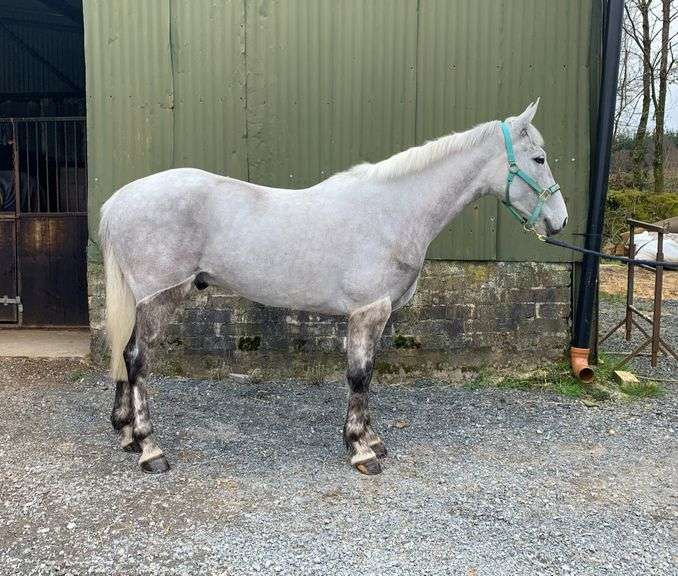 UNNAMED - Goresbridge Horse Sales