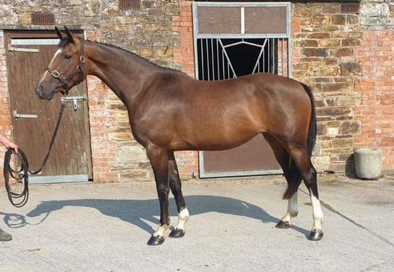 CILLBHRID MABLE - Goresbridge Horse Sales