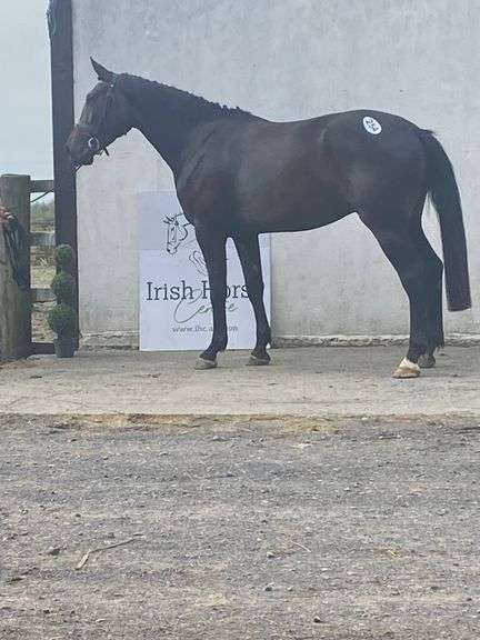 GORTERMONE COLANDRO CRUISE - Goresbridge Horse Sales