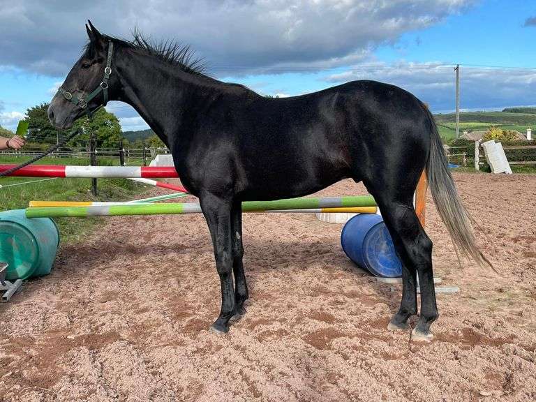 JMH REBEL ECLIPSE - Goresbridge Horse Sales