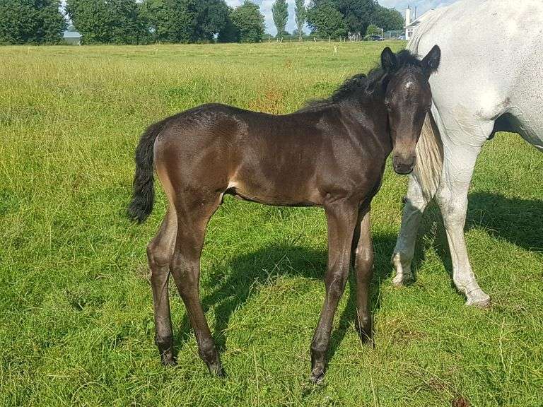 MOUNTAIN IMP HOUR PROMISE - Goresbridge Horse Sales