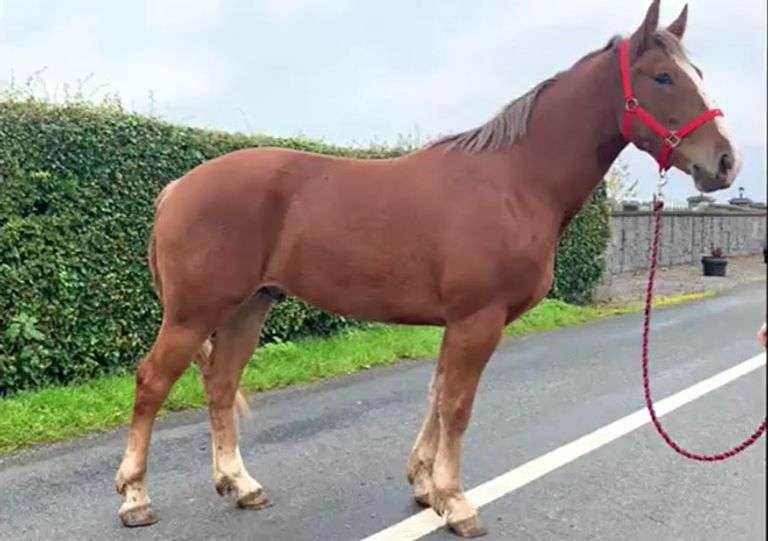 UNNAMED - Goresbridge Horse Sales