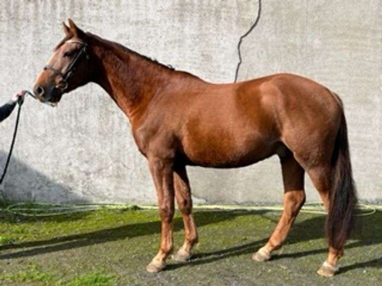 CILLBHRID ALFIE - Goresbridge Horse Sales