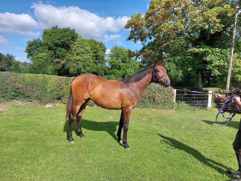 DANCE WITH RUBY - Goresbridge Horse Sales