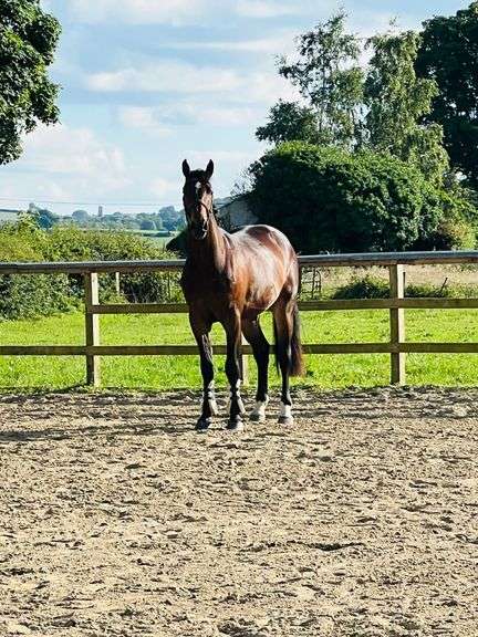 UNNAMED - Goresbridge Horse Sales
