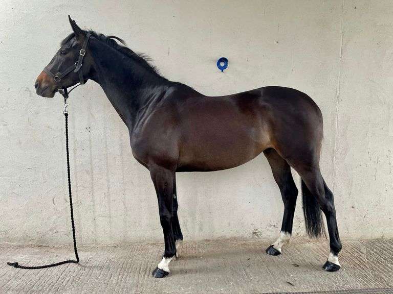 HAGUA DU LARGE - Goresbridge Horse Sales