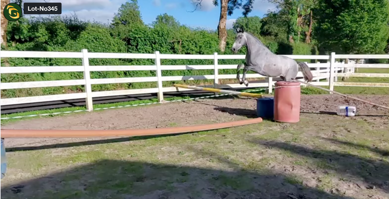 UNNAMED - Goresbridge Horse Sales