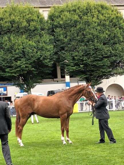 KNOCKOUT - Goresbridge Horse Sales