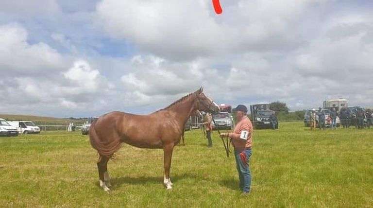 KNOCKOUT - Goresbridge Horse Sales