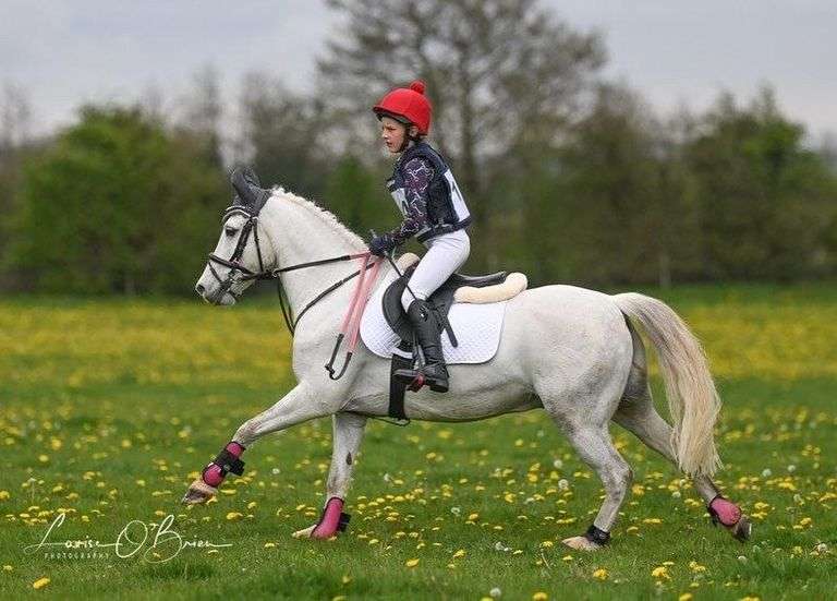 ANVIL LODGE BUBBLES - Goresbridge Horse Sales
