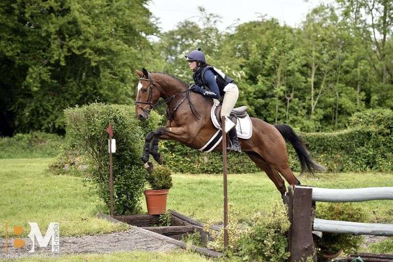 BID POINT - Goresbridge Horse Sales
