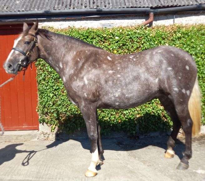 LORCAN ALLEN - Goresbridge Horse Sales