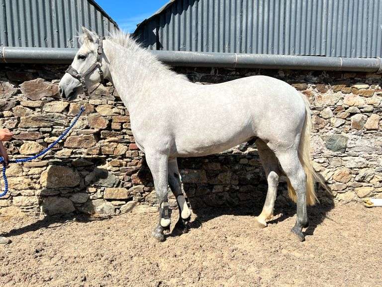 UNNAMED - Goresbridge Horse Sales