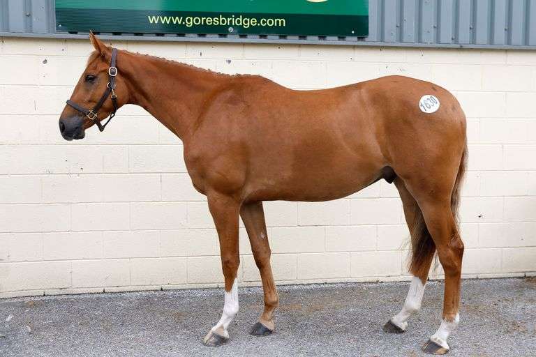 LUIGI DE LUSH - Goresbridge Horse Sales