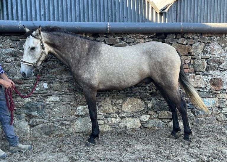 UNNAMED - Goresbridge Horse Sales