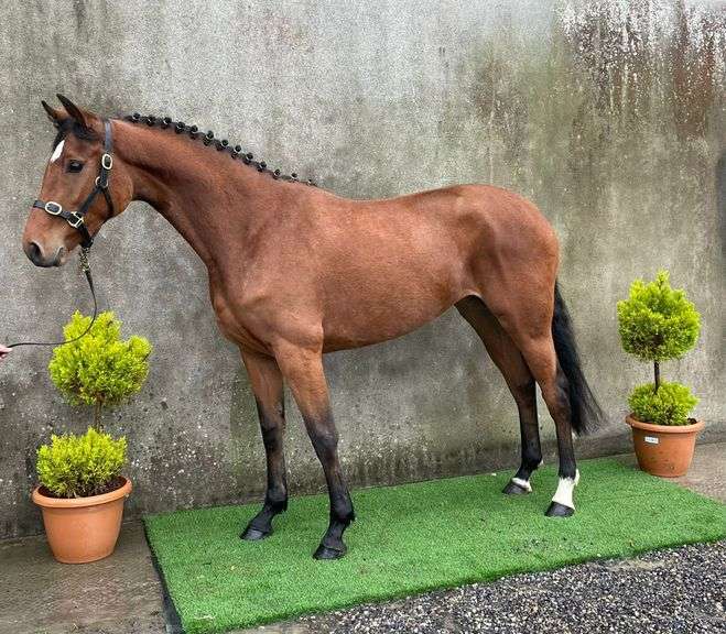 Unnamed - Goresbridge Horse Sales