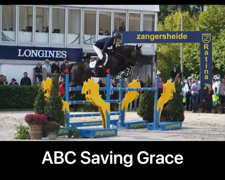 ABC QUERIDA - Goresbridge Horse Sales