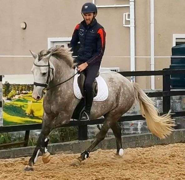 SILVIE - Goresbridge Horse Sales