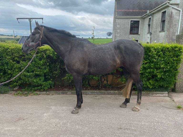 KNOCKBOY HIGHLANDER - Goresbridge Horse Sales
