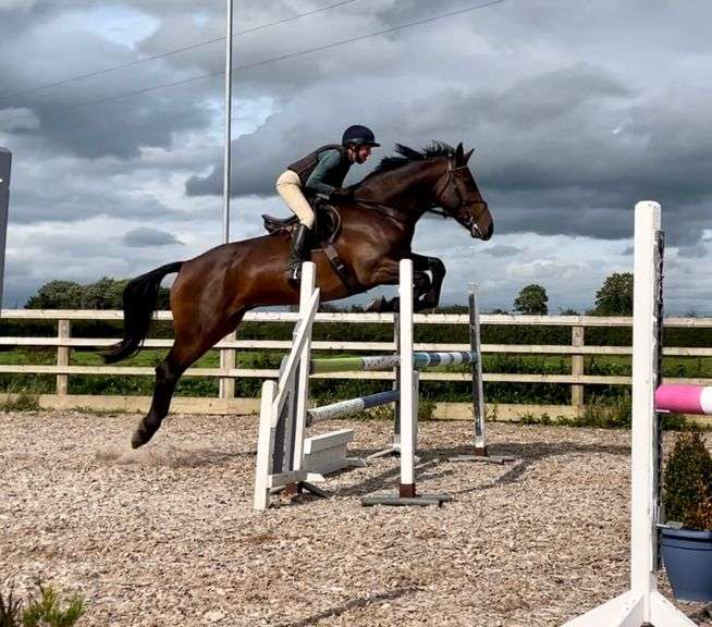 GINGER - Goresbridge Horse Sales