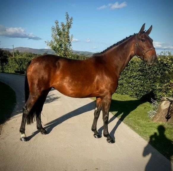 CRIONA - Goresbridge Horse Sales