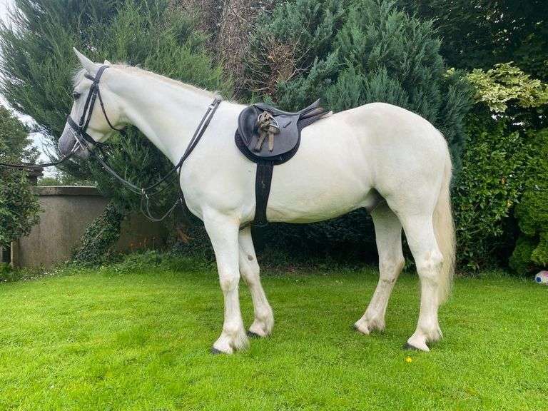 GLENORA TOBY - Goresbridge Horse Sales