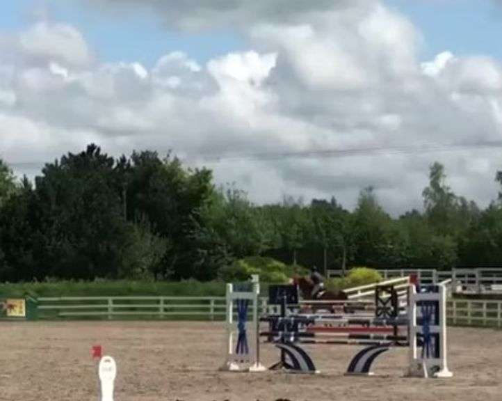 SUMAS DIG DEEP - Goresbridge Horse Sales