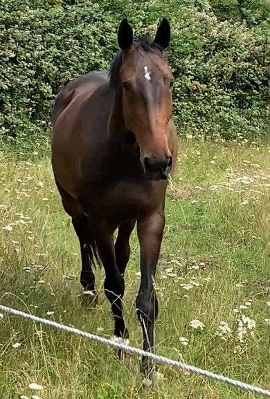 RUBICON - Goresbridge Horse Sales