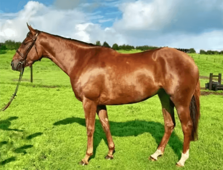 BEATRICE - Goresbridge Horse Sales