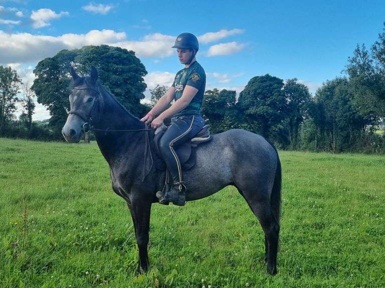 SINONIA BANJO - Goresbridge Horse Sales