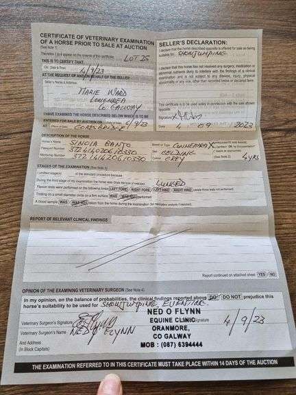 SINONIA BANJO - Goresbridge Horse Sales