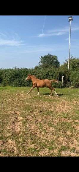 TIRGARVE ECHO - Goresbridge Horse Sales