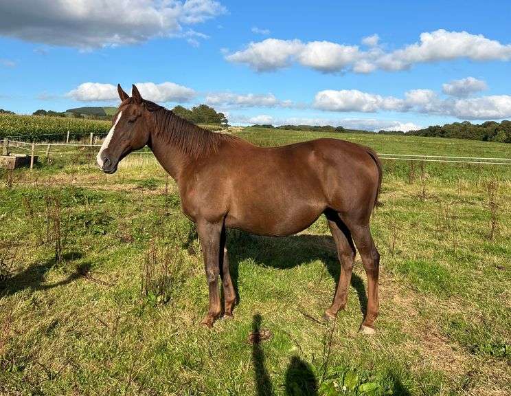 MARTLET SKIPPY - Goresbridge Horse Sales