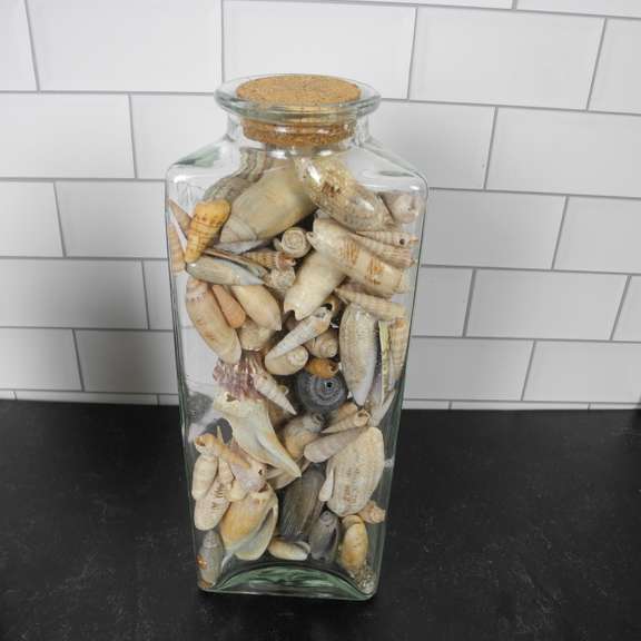 Collection of Shells in Two Jars - GC5 Auctions