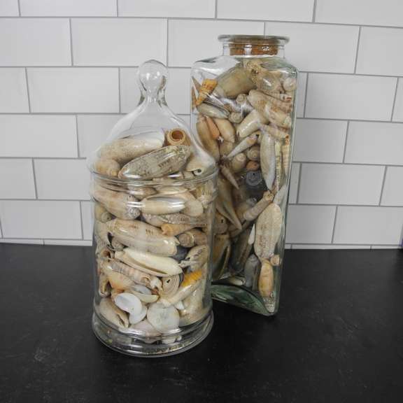 Collection of Shells in Two Jars - GC5 Auctions