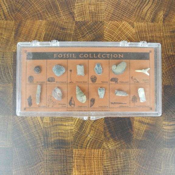 Fossil Collection - GC5 Auctions