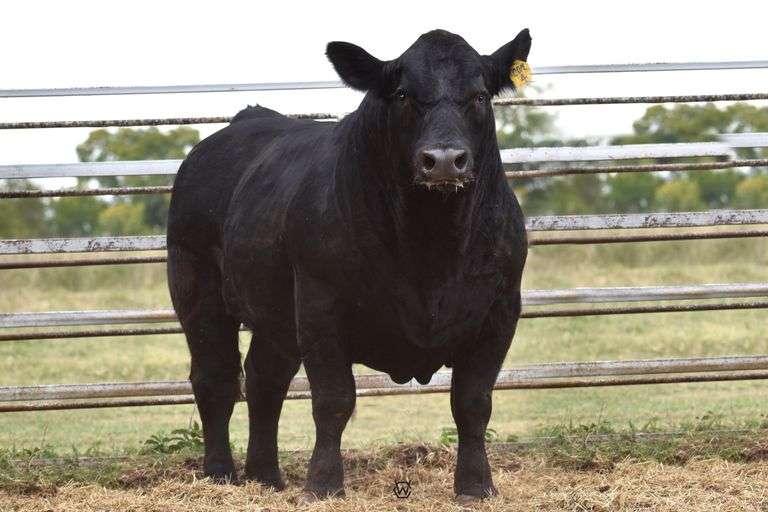 McGowan's Black Genetics - Great Plains Auction